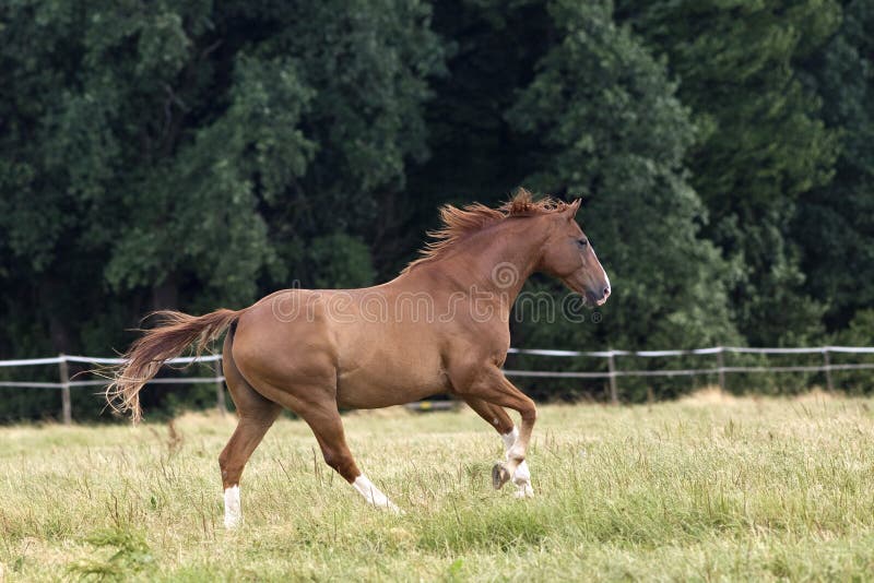 Galope Del Caballo Hermoso Libremente En Prado Foto de archivo - Imagen ...