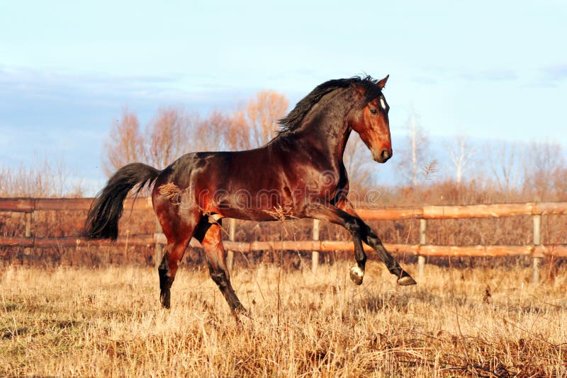 Beau galoper d'étalon image stock. Image du mustang, ferme - 11721881