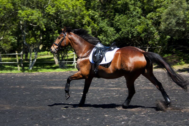 Galoper de cheval image stock. Image du trot, règnes - 22702647