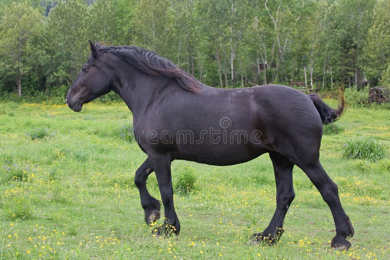 Galoper De Cheval De Trait De Percheron Photo stock - Image du crinière ...