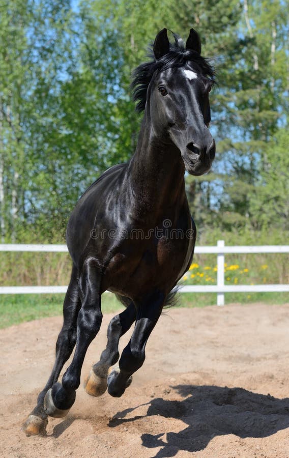 Cavallo di razza pura nero immagine stock. Immagine di nero - 31785647
