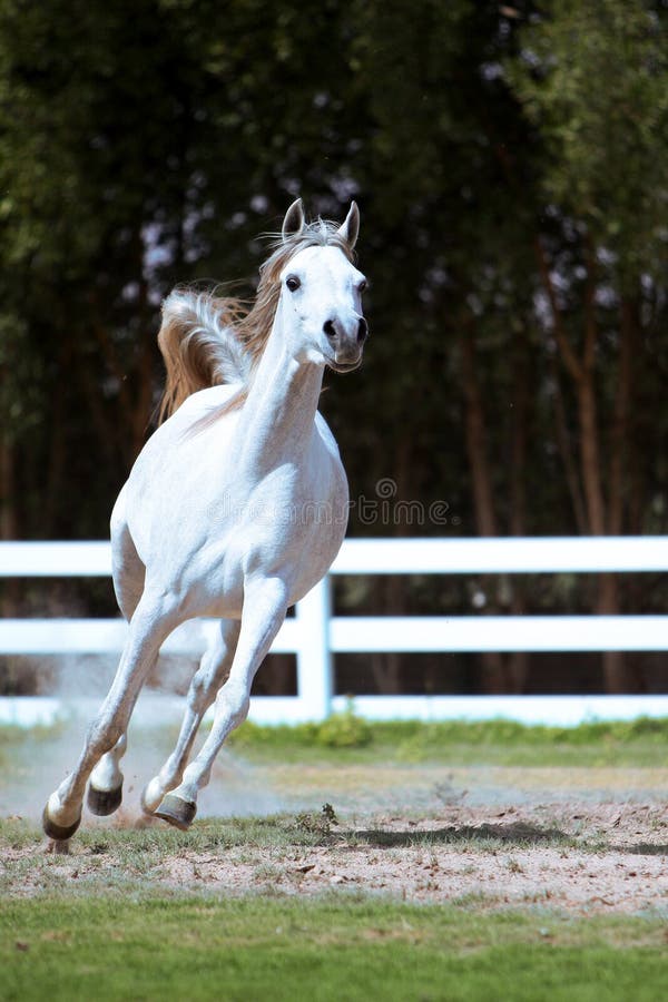 Reitersport, Galoppierendes Pferd Redaktionelles Stockfotografie - Bild ...