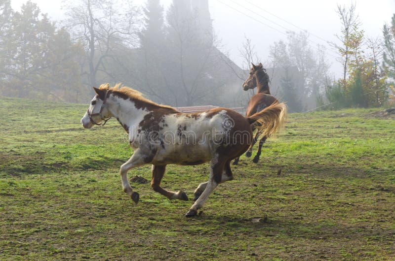 Galoppierendes Pferd stockbild. Bild von pferdeartig - 47543387