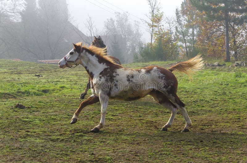 Galoppierendes Pferd stockbild. Bild von pferdeartig - 47543387
