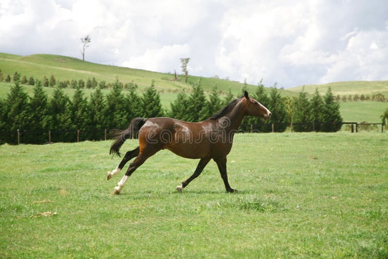 Galoppierende Pferden-Herde Stockbild - Bild von pferden, herde: 408245