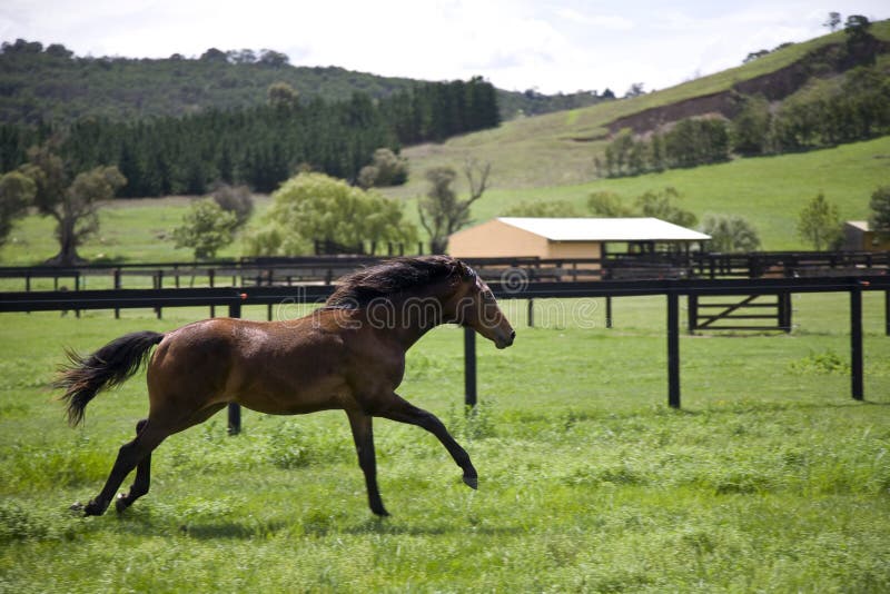 Galoppierendes Pferd stockbild. Bild von pony, schacht - 13311123