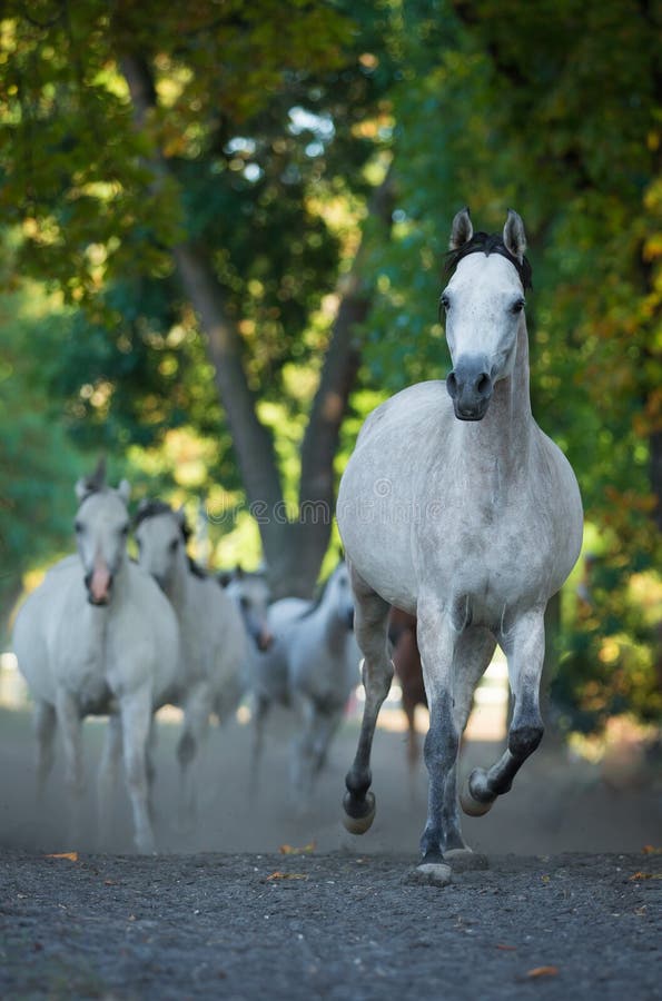 Galoppierendes Pferd stockbild. Bild von leuchte, rüber - 59898883