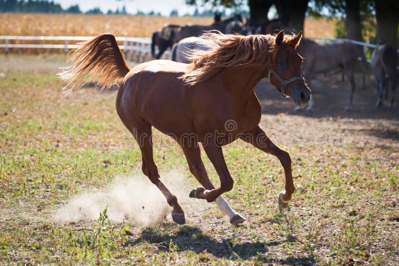 Galoppierendes Pferd stockbild. Bild von leuchte, rüber - 59898883
