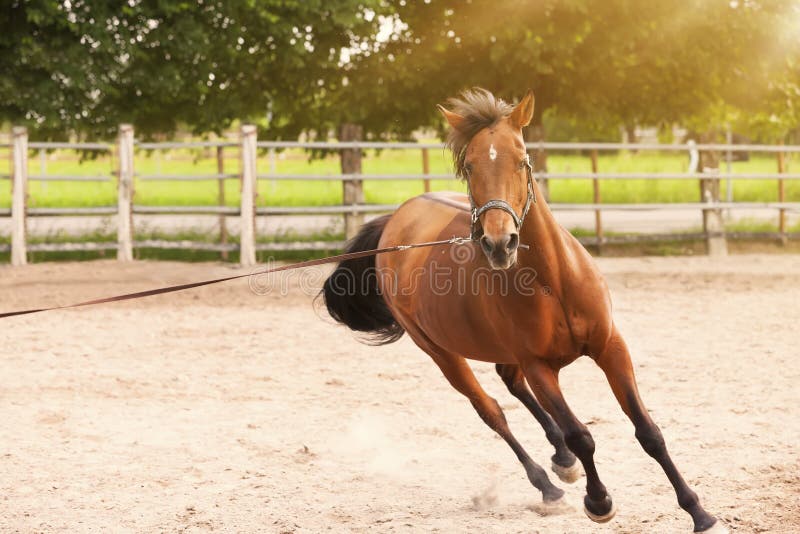 Galoppierendes Pferd stockbild. Bild von pferd, zäume - 66591601
