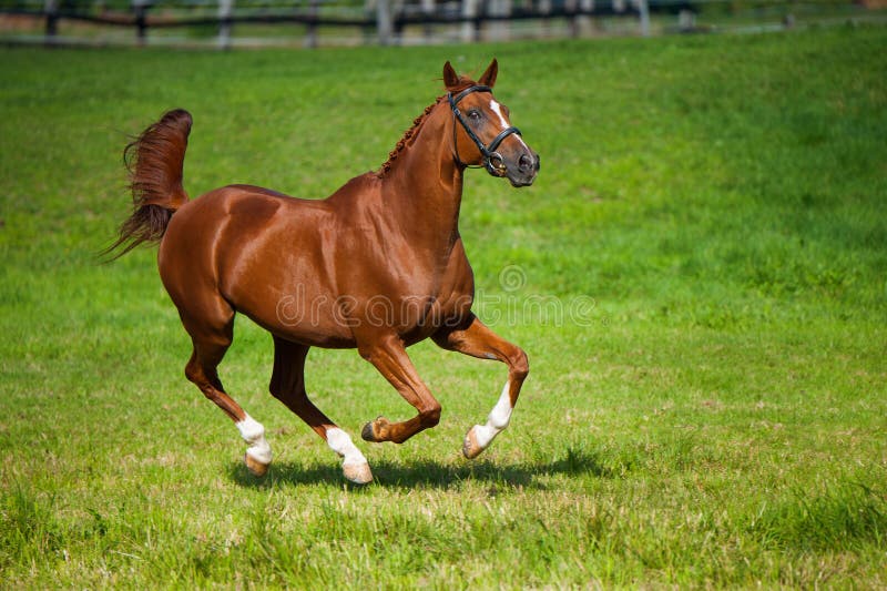 Galoppierendes Pferd Auf Einer Weide Stockfoto - Bild von üppig, tier ...