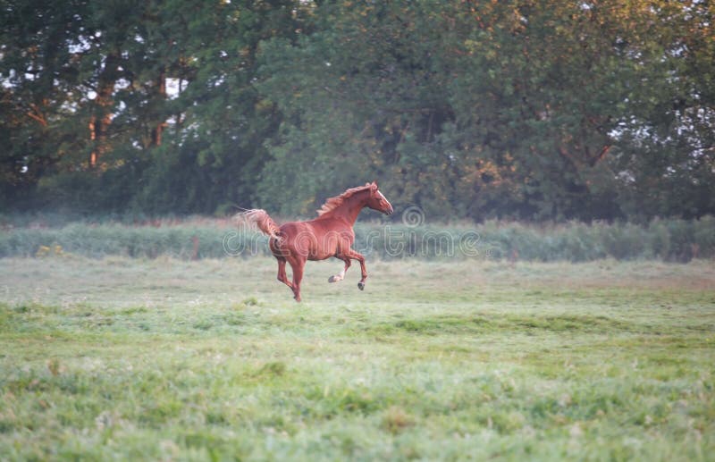 Galoppierendes Pferd Auf Einer Weide Stockfoto - Bild von platz, läufer ...
