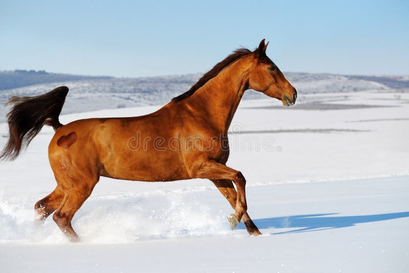 Galoppierendes Pferd Im Schnee Des Winters Stockbild - Bild von ...
