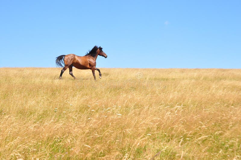 Galops de cheval image stock. Image du horizontal, vert - 21505981