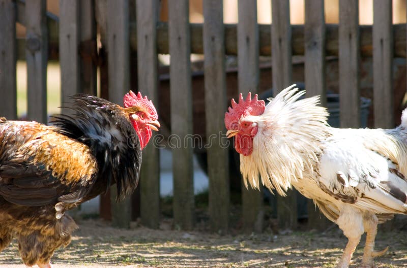 Galos foto de stock. Imagem de galo, embate, galinha, fazenda - 811112