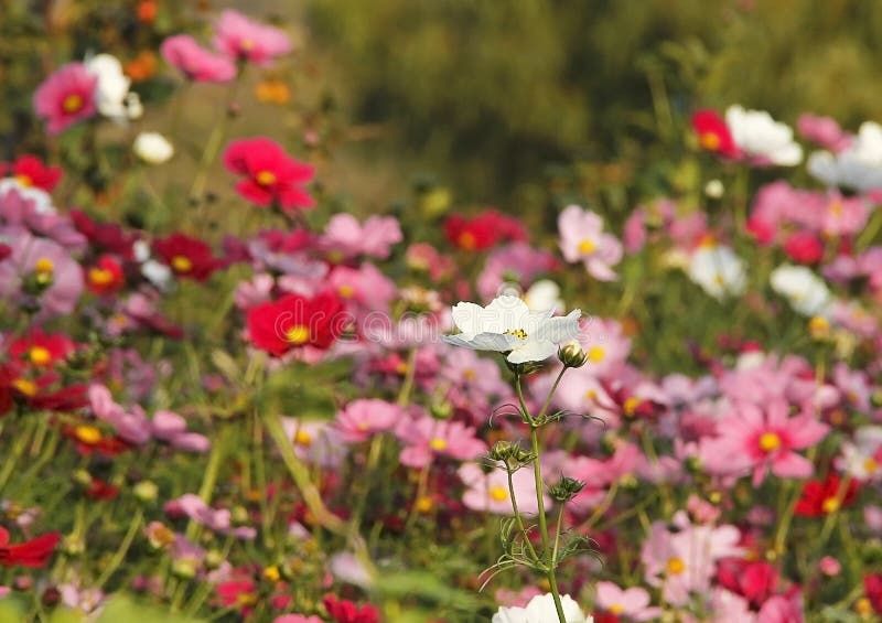 Galsang flower stock photo. Image of chinese, carmine - 78497944