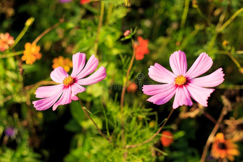 Galsang flower stock photo. Image of fresh, galsang, leaves - 76818786