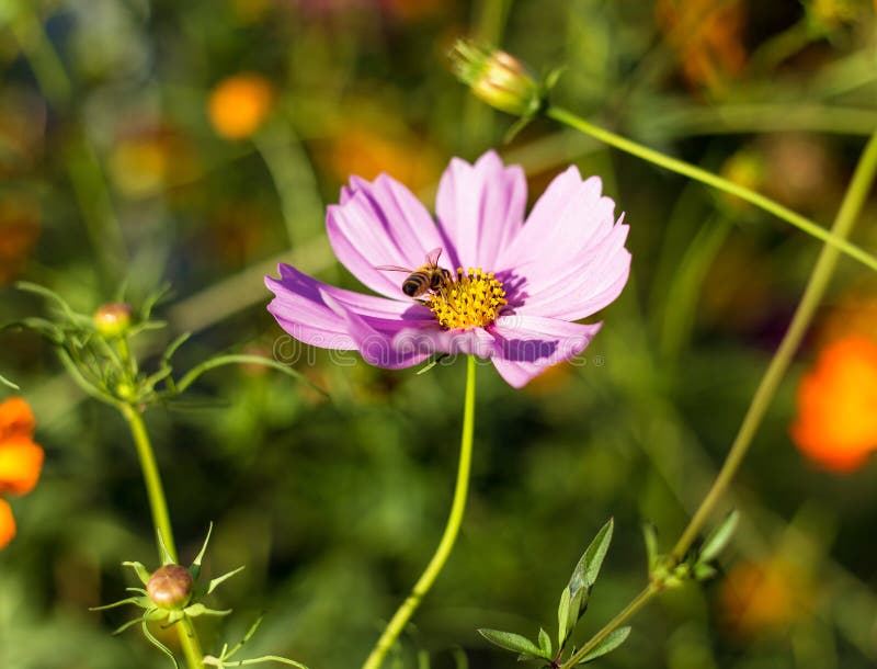 Galsang flower stock image. Image of fresh, pink, open - 76818787