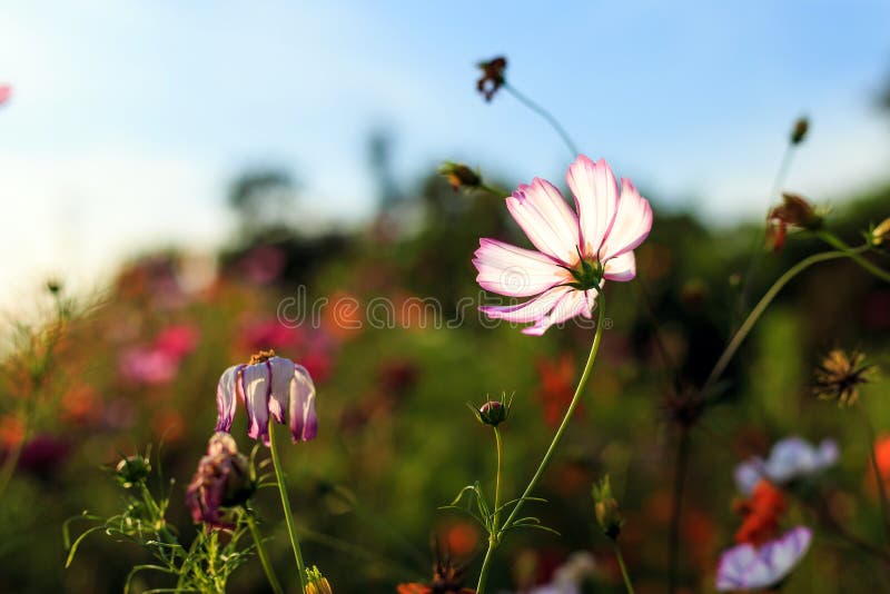 Galsang flower stock photo. Image of bees, growth, fresh - 76818794