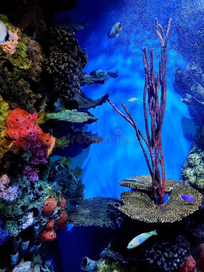 Galveston Texas ocean editorial image. Image of ocean - 220111680