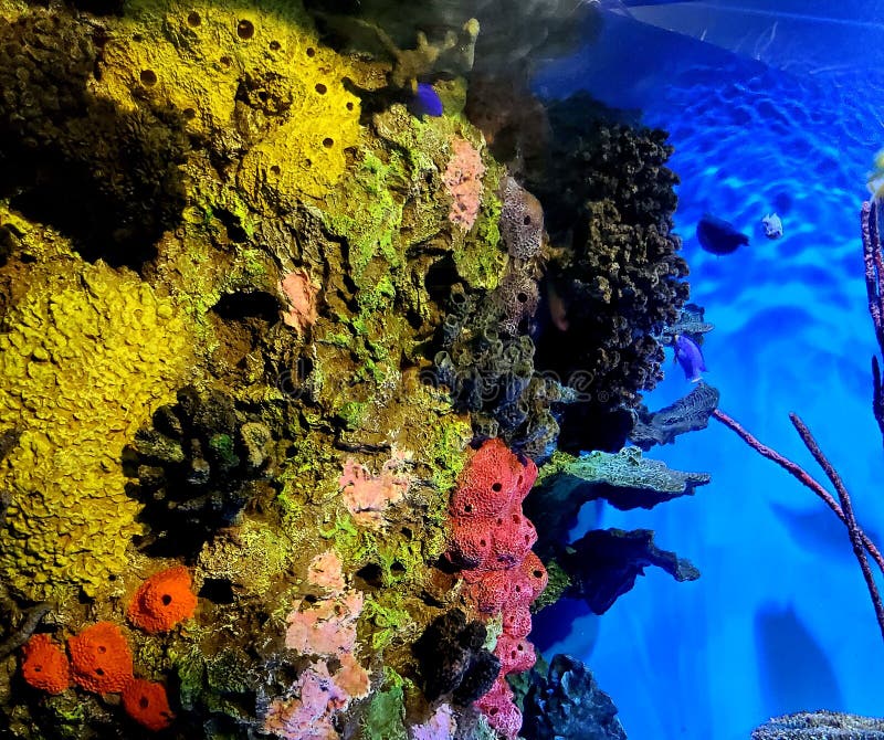 Galveston Texas ocean editorial photography. Image of flower - 220111687