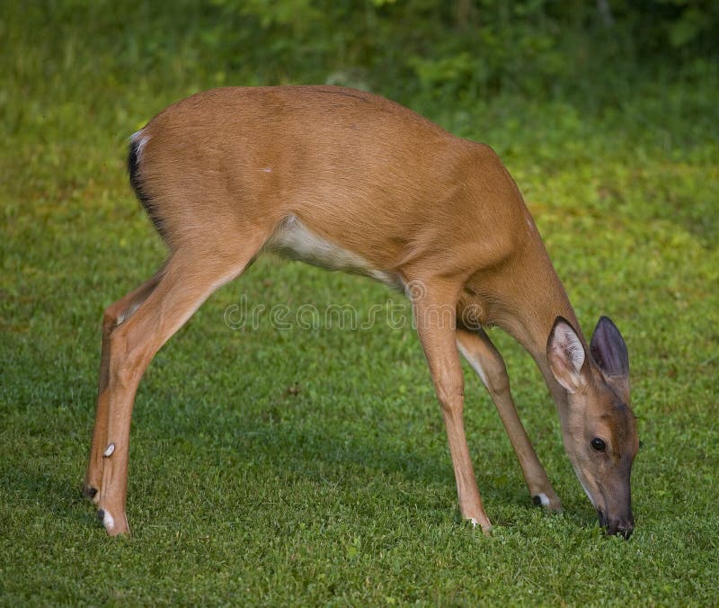 Gama de la ojeada imagen de archivo. Imagen de verde - 10635231