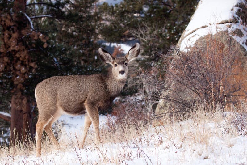 Gama Dos Cervos De Mula Que Procura O Alimento Foto de Stock - Imagem ...
