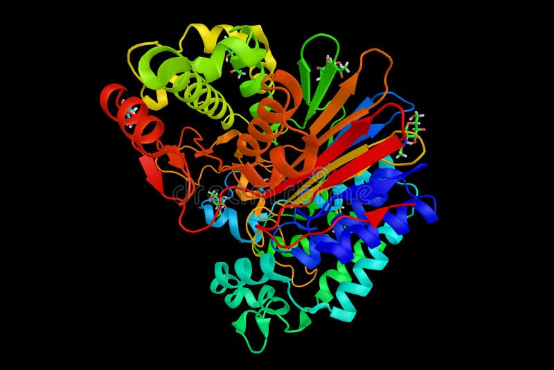 Gamaglutamiltranspeptidase 1 Ggt 1 Gammagt Gamaglutamil Transferase ...
