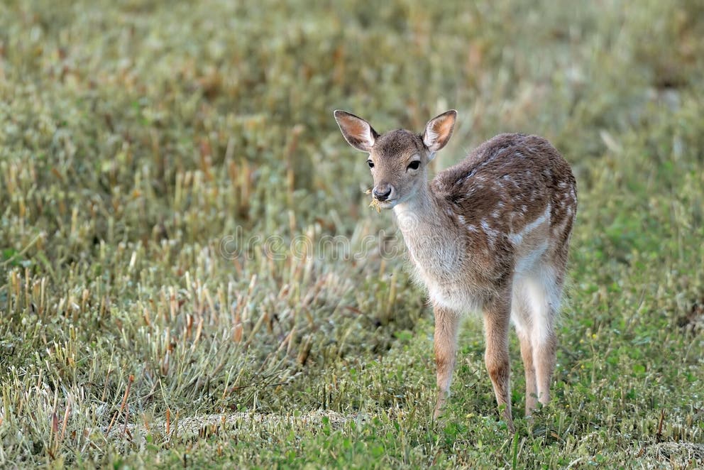 Gama joven foto de archivo. Imagen de animal, primer - 26009696