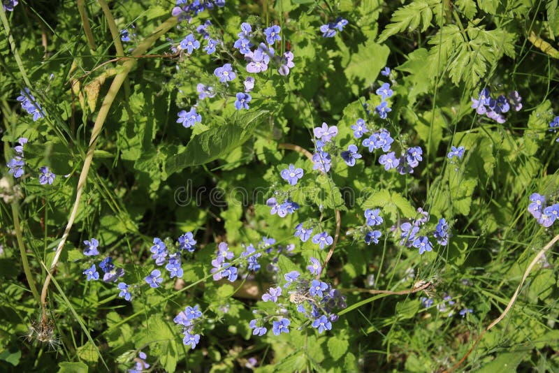 Gamander-Ehrenpreis-Veronica-chamaedrys Stockfoto - Bild von blau ...