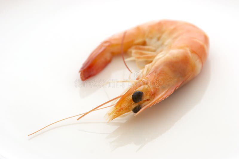 Gamba imagen de archivo. Imagen de cola, apalancamiento - 1125359