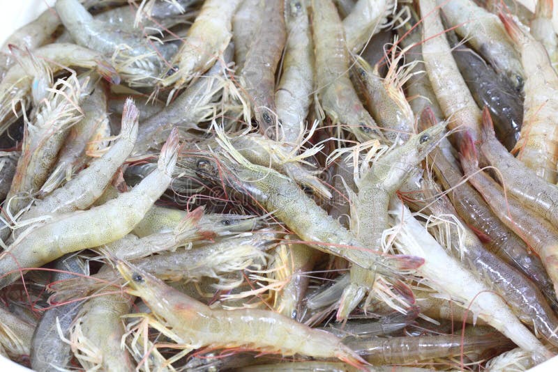 Gamba imagen de archivo. Imagen de gamba, fresco, objeto - 30515521