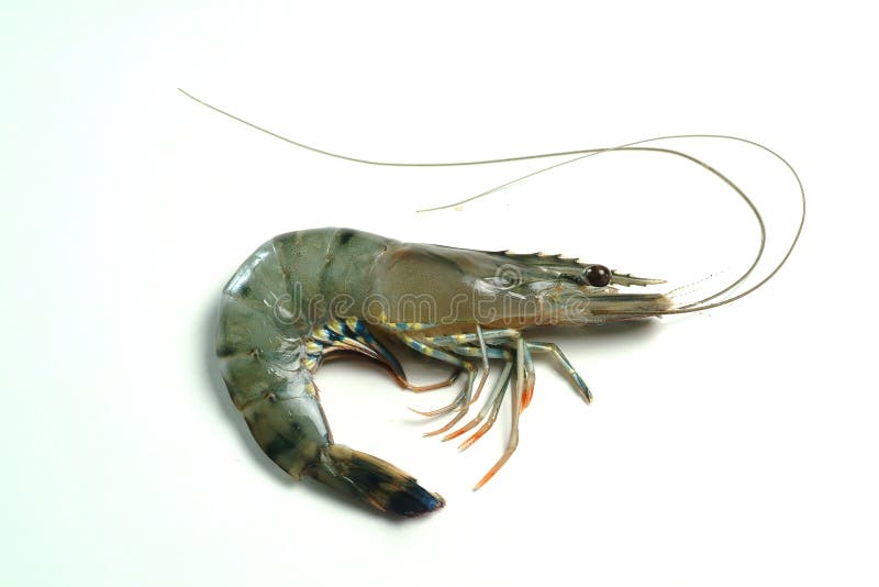 Gamba foto de archivo. Imagen de fresco, congelado, negro - 43887906