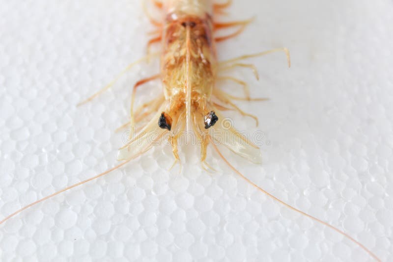 Gamba Aislada Con El Fondo Blanco Imagen de archivo - Imagen de ...