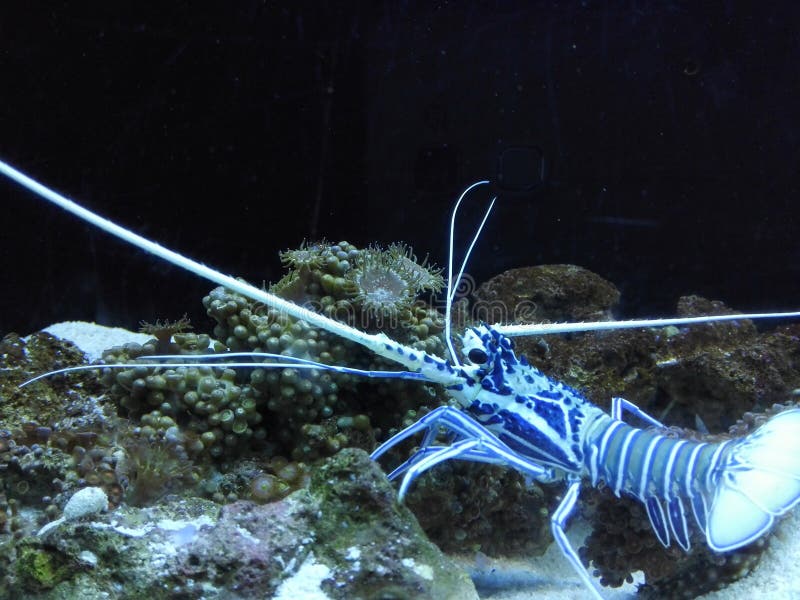 Gamba azul foto de archivo. Imagen de tailandés, tailandia - 72481884