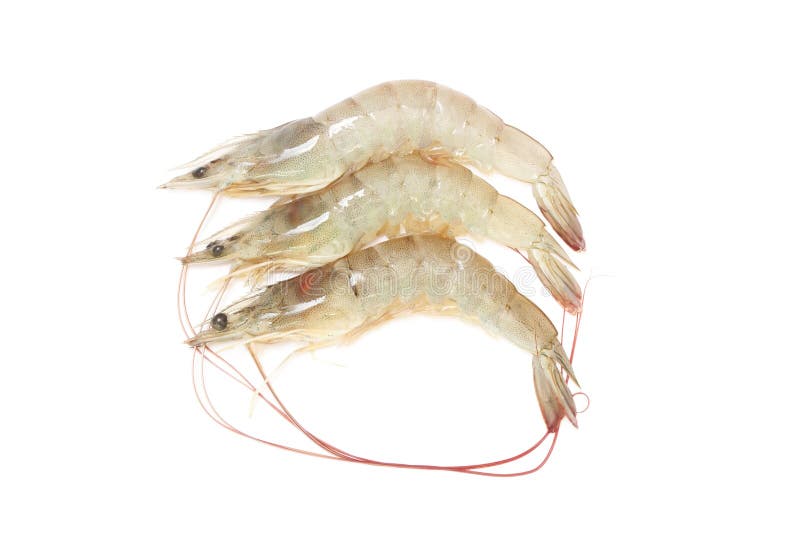 Gamba cruda imagen de archivo. Imagen de animal, aislado - 33764457