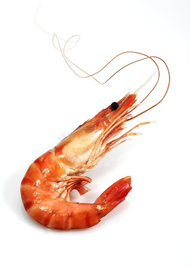 Gamba Fresca Contra Fondo Blanco Foto de archivo - Imagen de foto ...