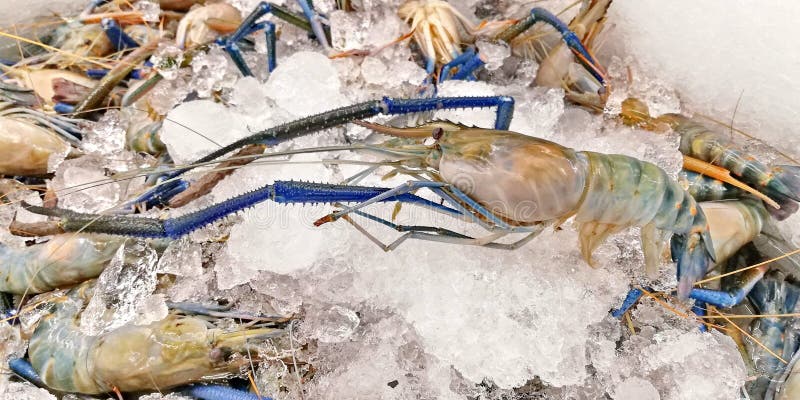 Gamba Grande Con Hielo En El Mercado Foto de archivo - Imagen de modelo ...