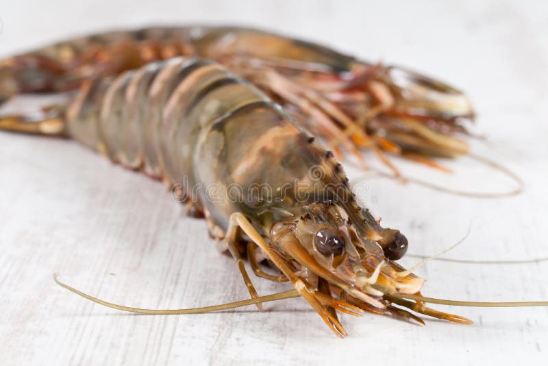 Gambas stock photo. Image of shrimp, shellfish, scampi - 21737342