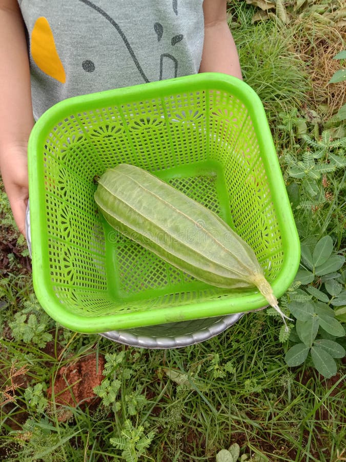 Harvest Gambas Stock Photos - Free & Royalty-Free Stock Photos from ...