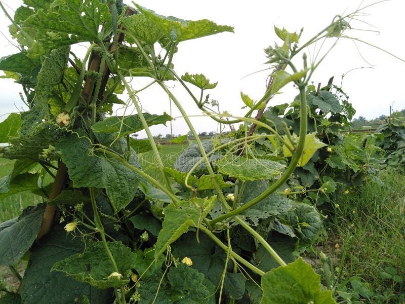 Gambas or Oyong Minor Vegetable Commodities Stock Photo - Image of ...