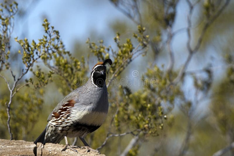 Gamble s Quail stock photo. Image of inquisitive, redhead - 19247154