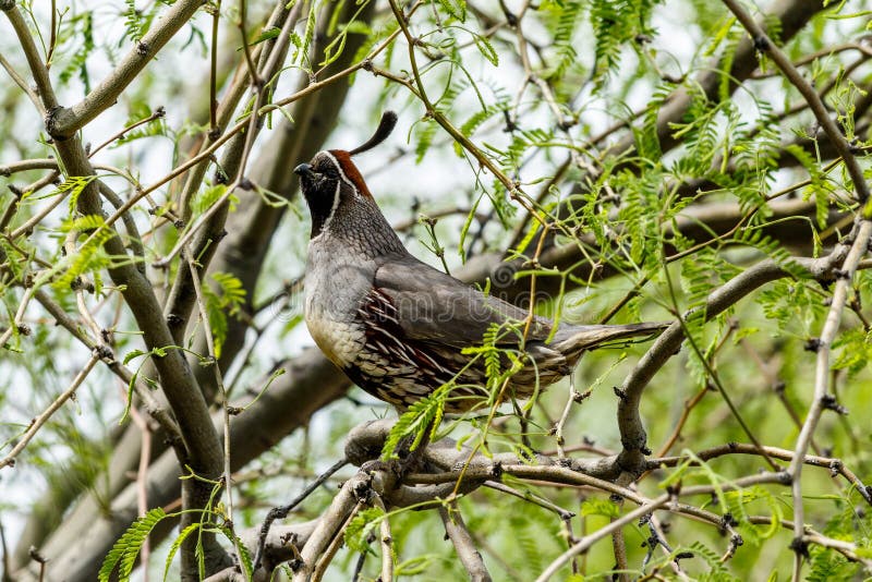 Gambel`s Quail on Tree Limb in Arizona. Stock Image - Image of desert ...