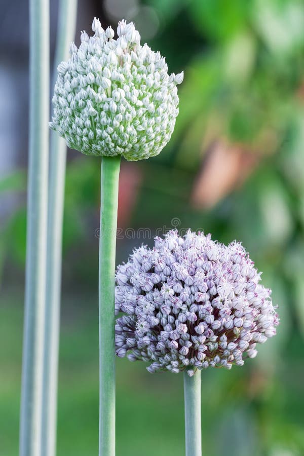 Gambi Di Fiore Della Cipolla Immagine Stock - Immagine di aperto ...