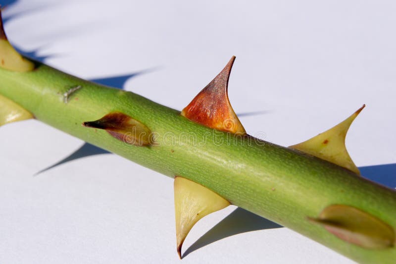 Dettaglio Rosa Spinoso Rosso Della Pianta Del Primo Piano Del Gambo ...