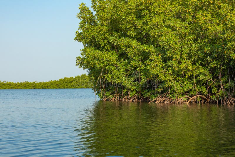 Gambia Mangroves. Green Mangrove Trees in Forest Stock Photo - Image of ...