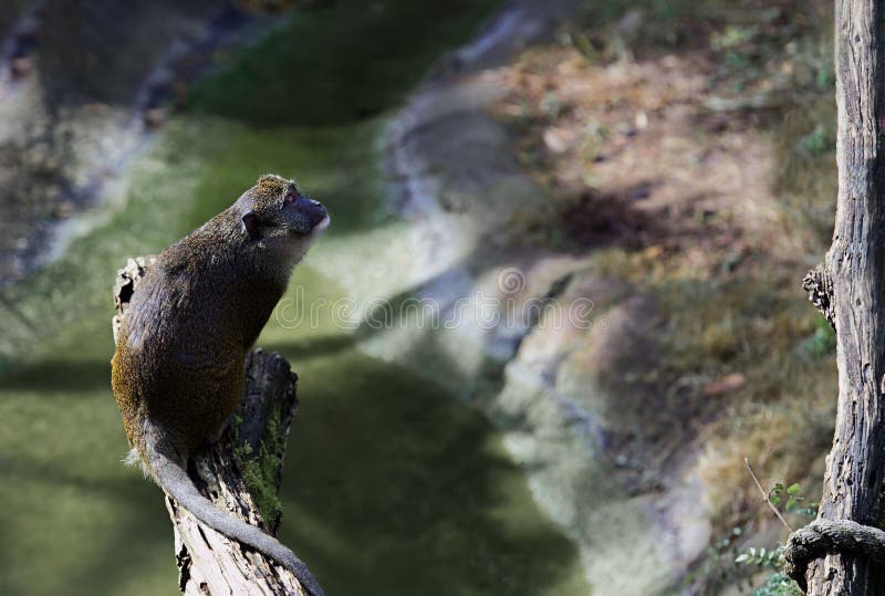 Gambia Monkey Perched on the Tree Branch with a Narrow River Below ...