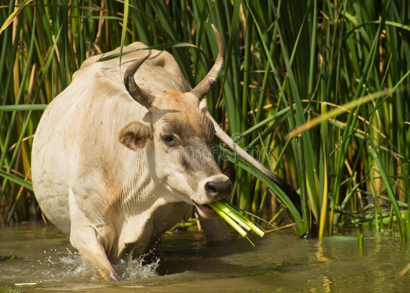 Gambian Cow Eating Reed Plants Stock Image - Image of eating, feeding ...