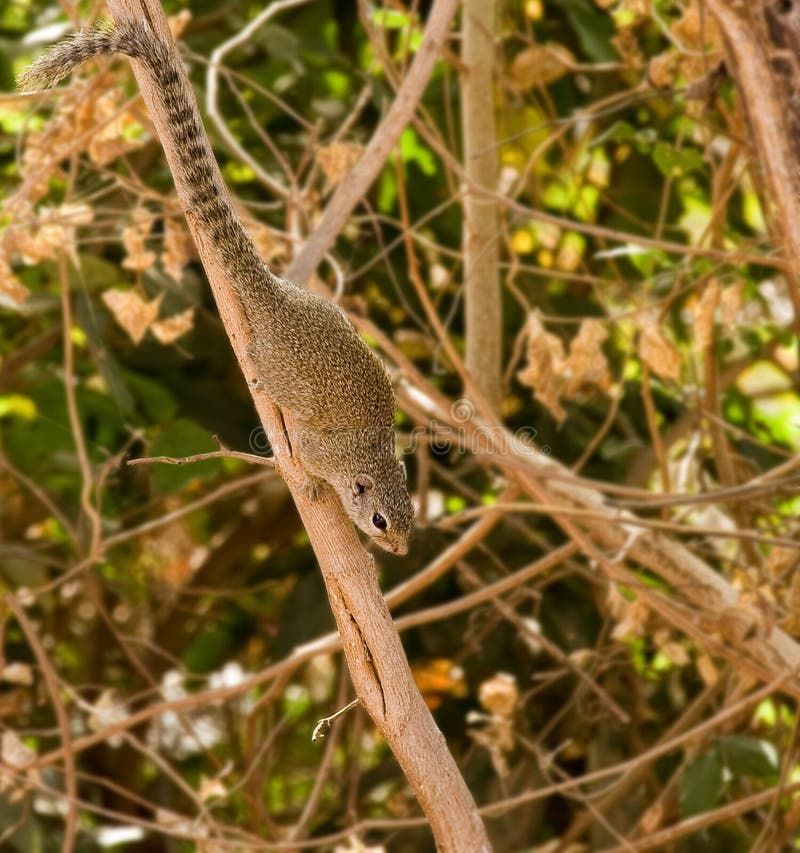 Gambian Sun Squirrel stock image. Image of tree, wildlife - 14066921