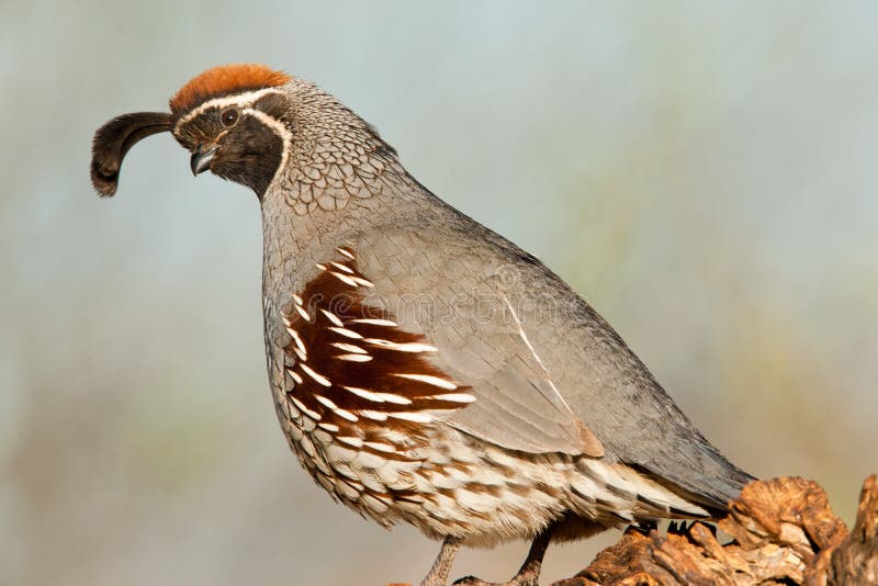 Gamble s Quail stock photo. Image of inquisitive, redhead - 19247154