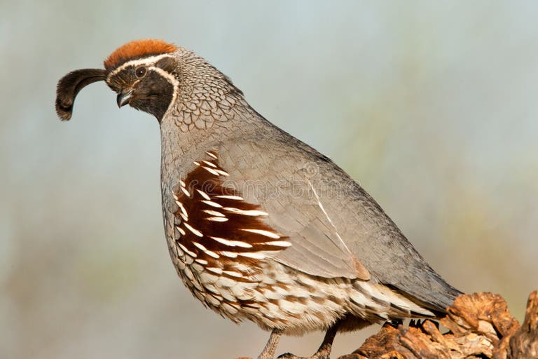 Gamble s Quail stock photo. Image of inquisitive, redhead - 19247154